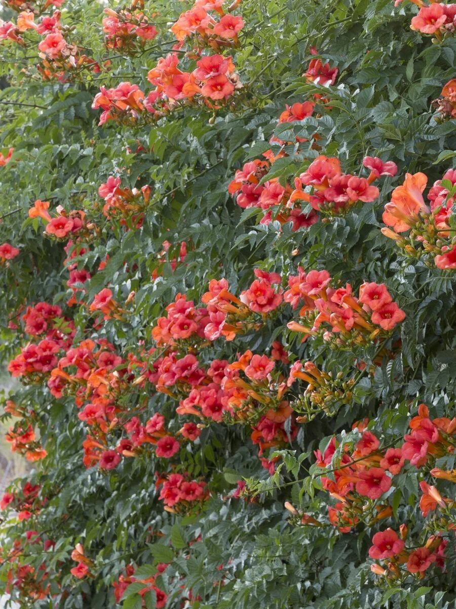 Кампсис крупноцветковый Мадам Гален (Campsis tagliabuana Madame Galen) / 1 шт