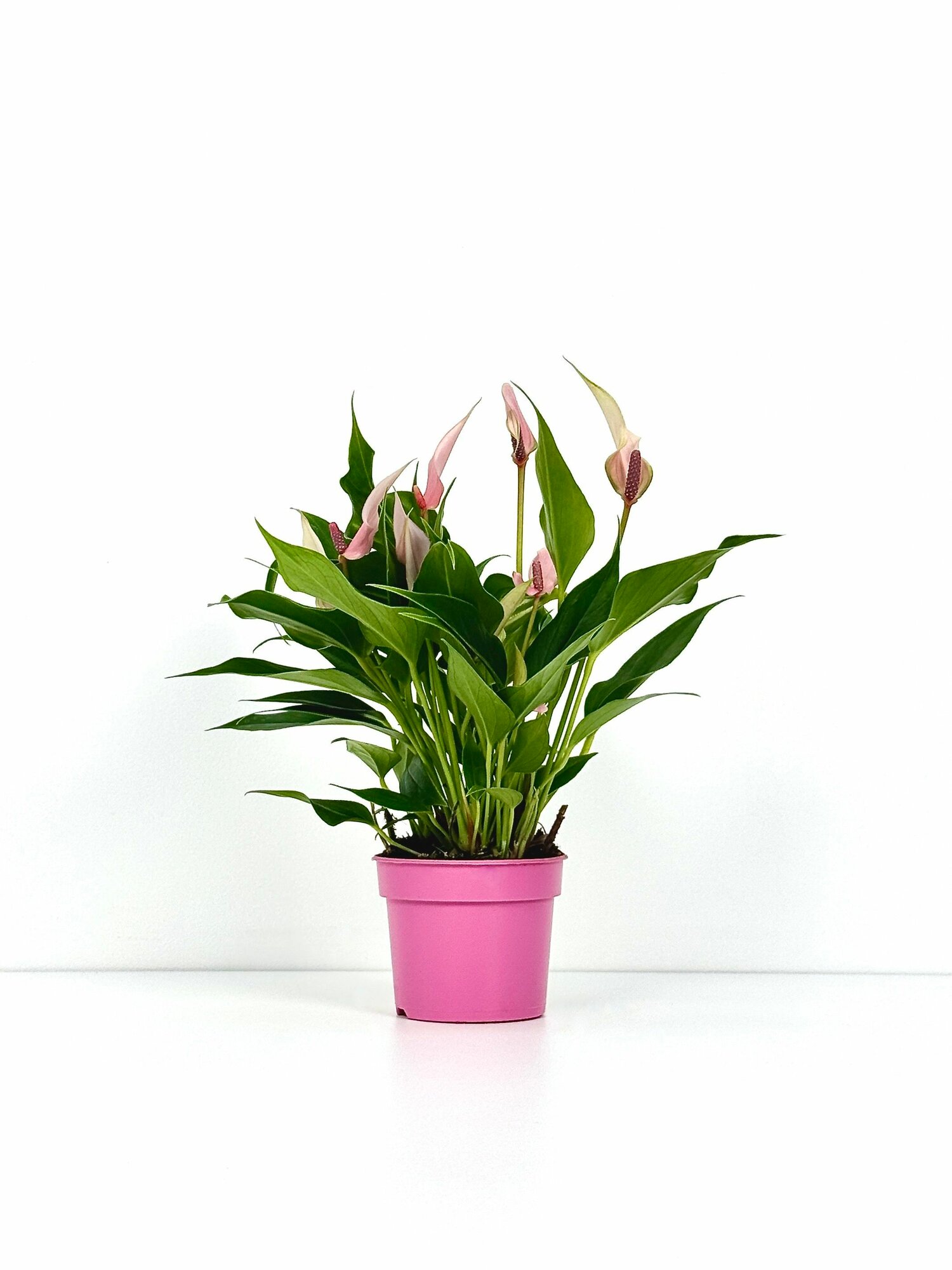 Антуриум Лили розовый в кремовом керамическом горшке с поддоном, высота 30-35см