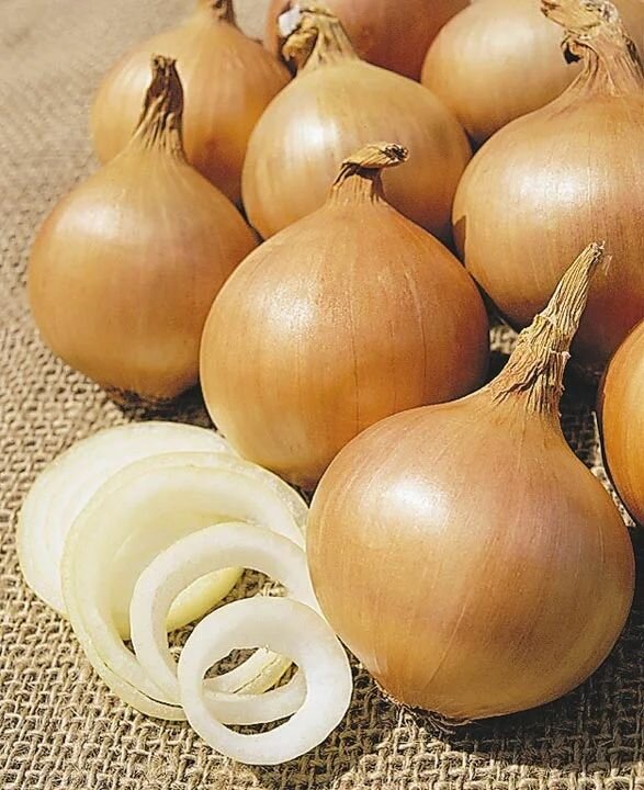 Коллекционные семена лука репчатый Касатик