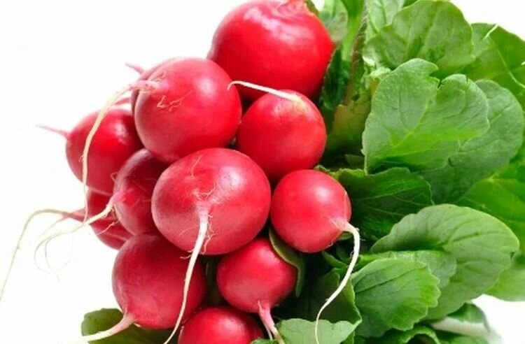 Коллекционные семена редиса Торопыга