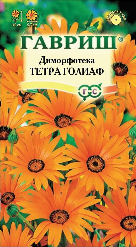 Цена за 10 пачек! Семена Диморфотека Тетра Голиаф 0,1г Одн 40см (Гавриш)