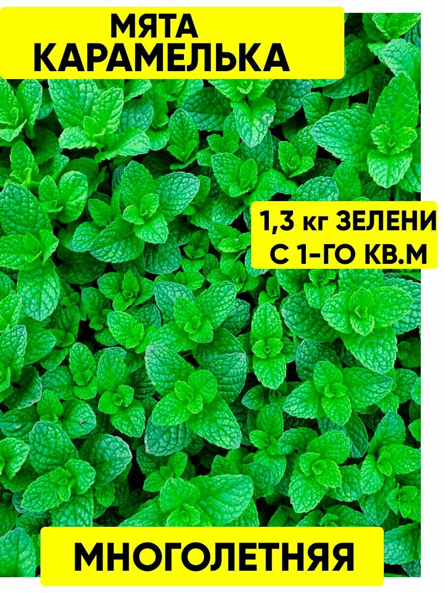 Семена мяты перечной Карамелька, многолетняя, 0,05 г, для открытого грунта