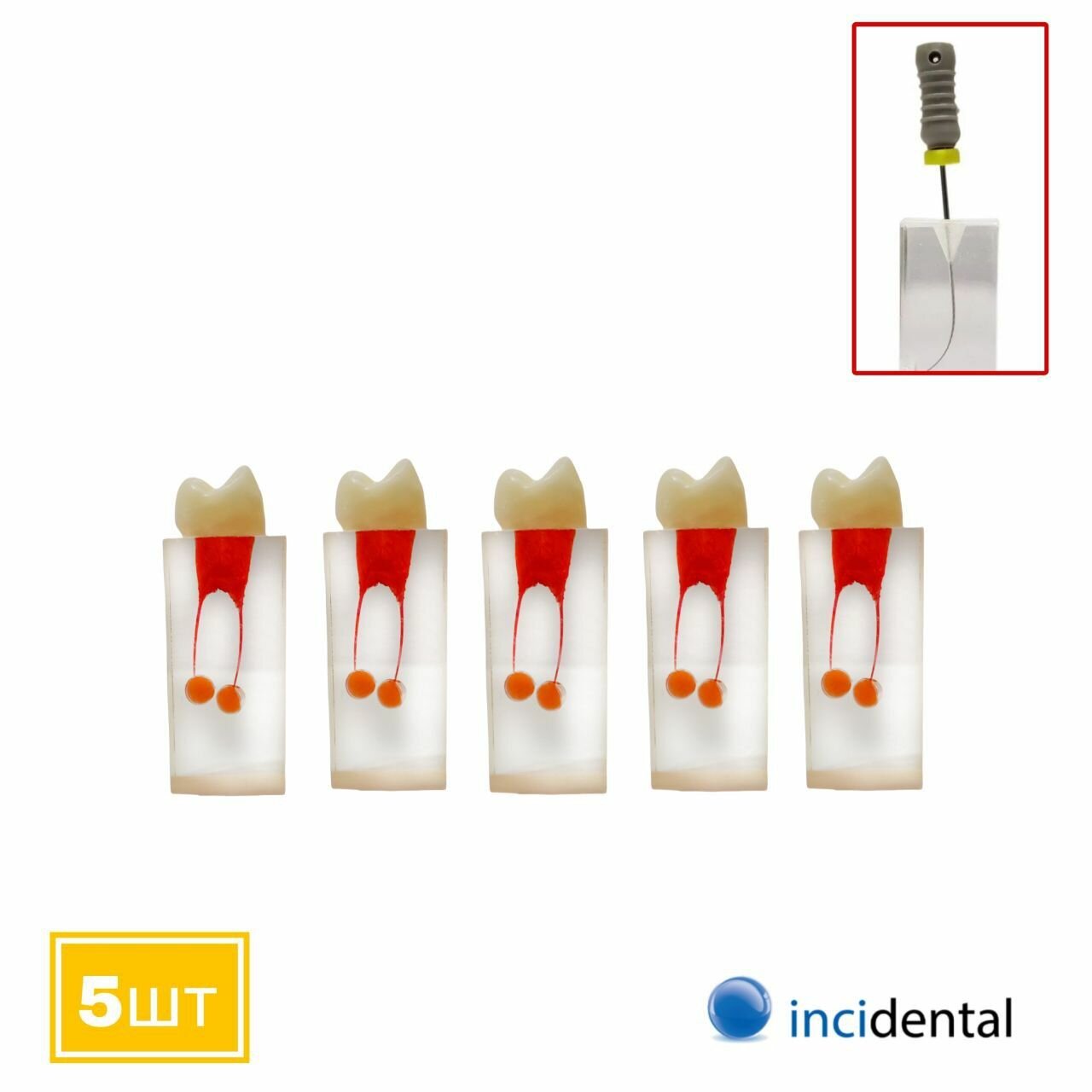 Эндоблок Incidental Дентальный канал с коронковой частью, ( 5 шт премоляр, два канала окрашен, в области апекса ) N5/21 Прозрачные блоки для обучения и закрепления эндодонтических навыков .