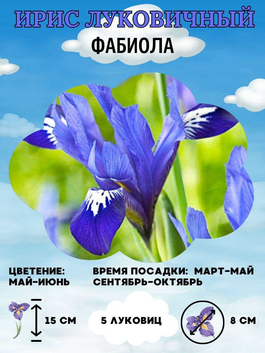 Ирис луковичный 5шт.