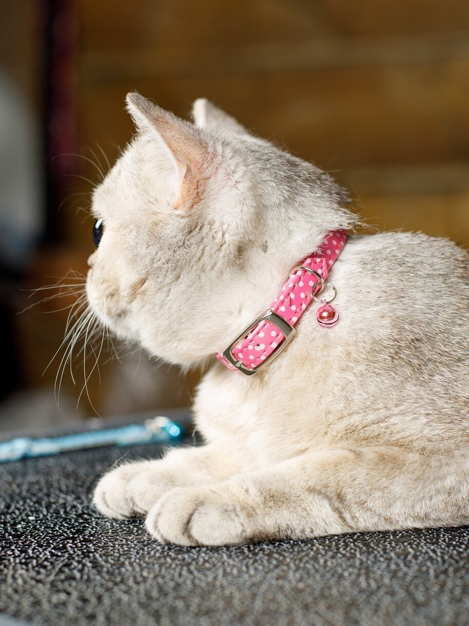 Безопасный ошейник Japan Premium Pet в стиле "Швейцарского горошка" с системой защиты от удушения, размер S с бубенчиком