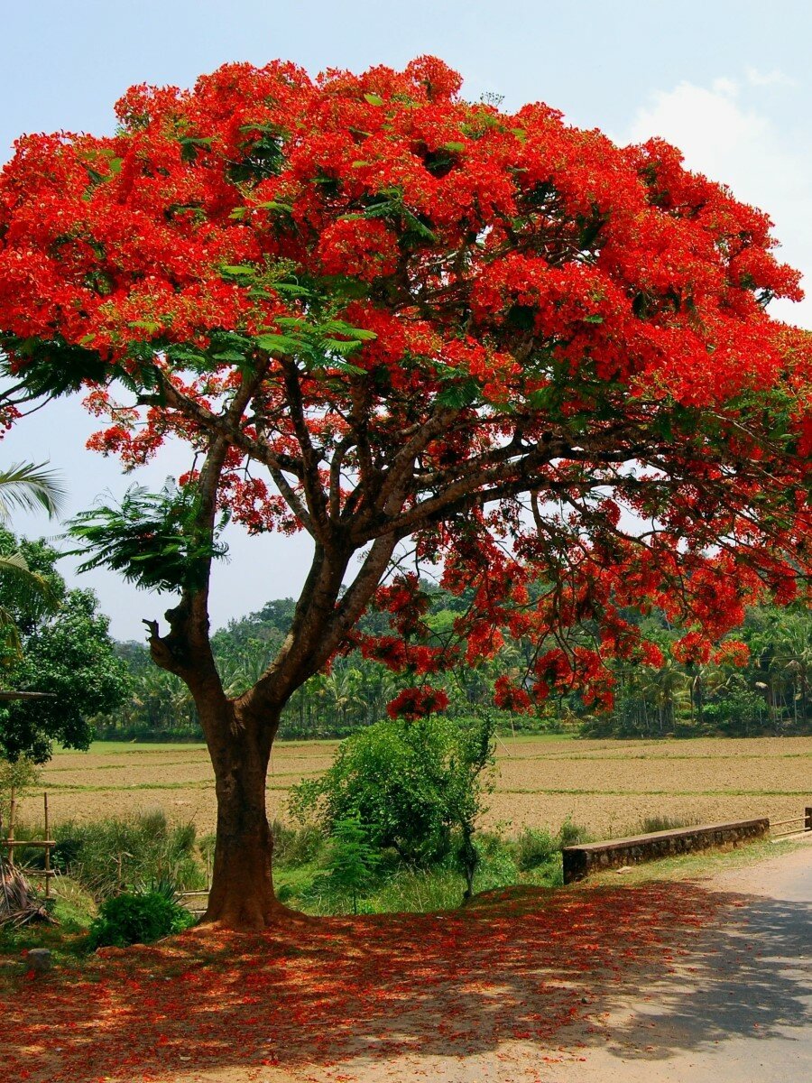 Семена Делоникс королевский красный (Delonix regia), 5 штук