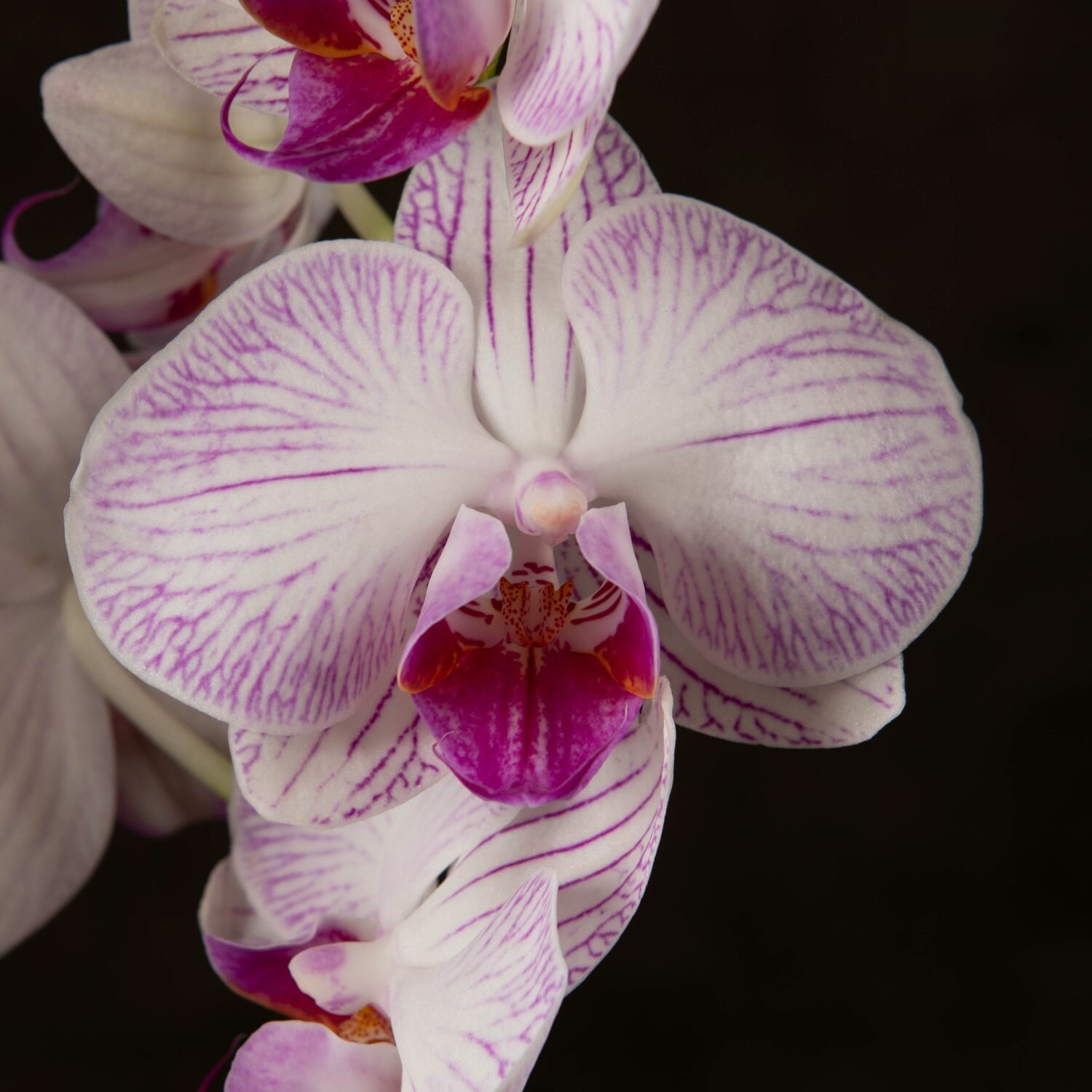 Орхидея Фаленопсис Эльвер 2 ст