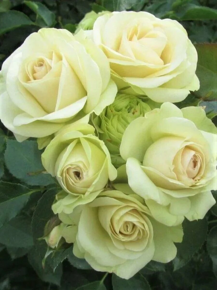 Роза спрей Грин Глоу (Green Glow) / 2 шт, морозостойкий сорт