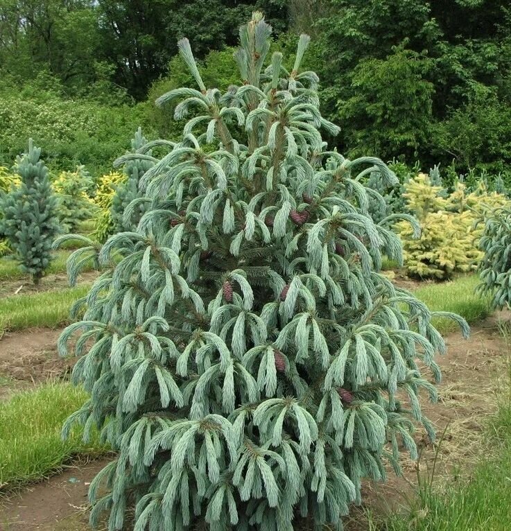 Ель Энгельмана Блю Магу р14