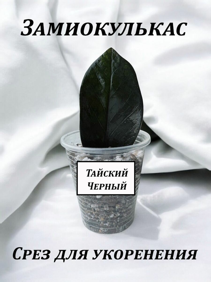 Растение Zеленый Zамик "Замиокулькас", срез для укоренения, черный
