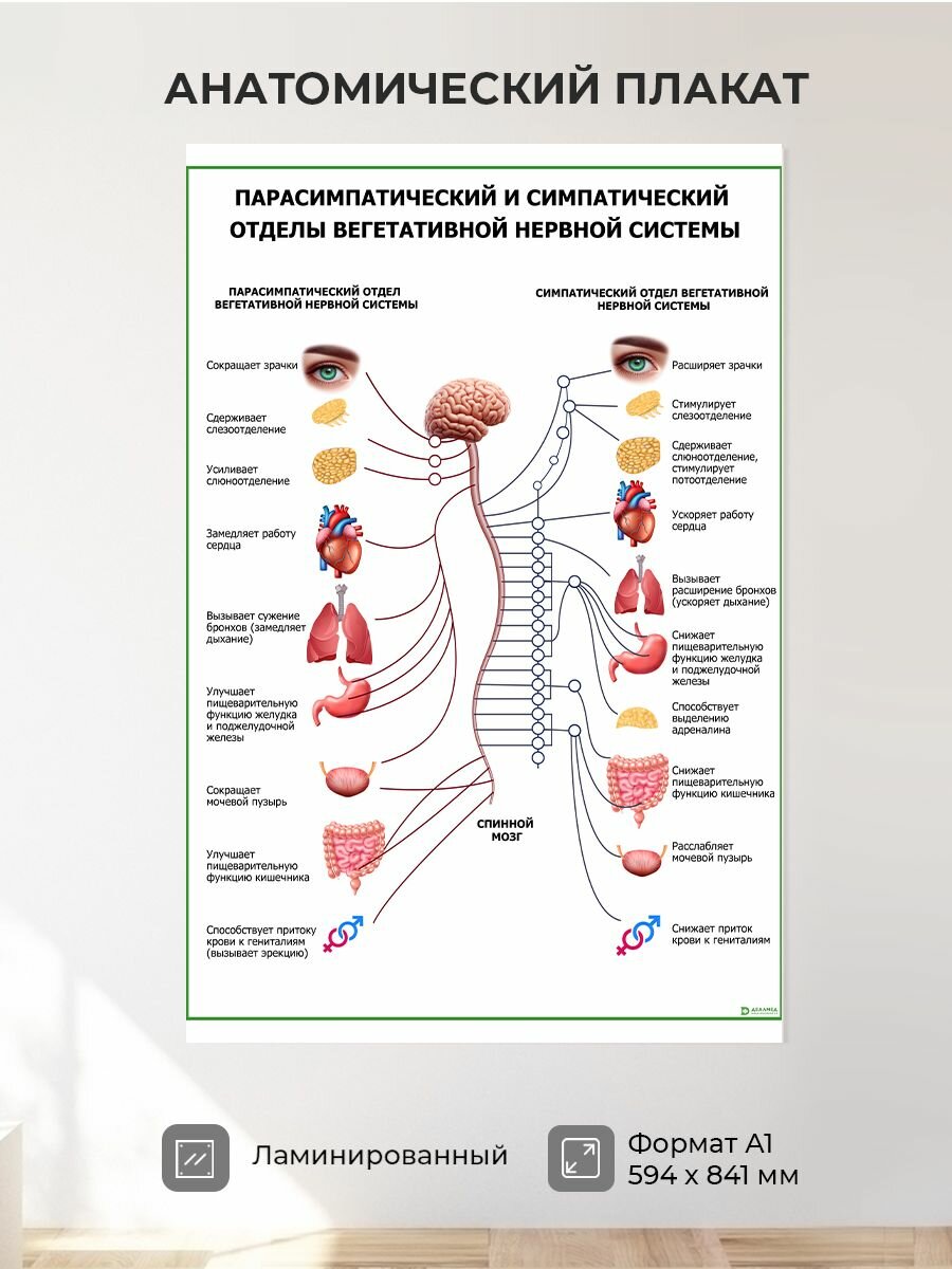 Обучающий медицинский плакат Парасимпатический и симпатический отделы вегетативной нервной системы Ламинированный А1