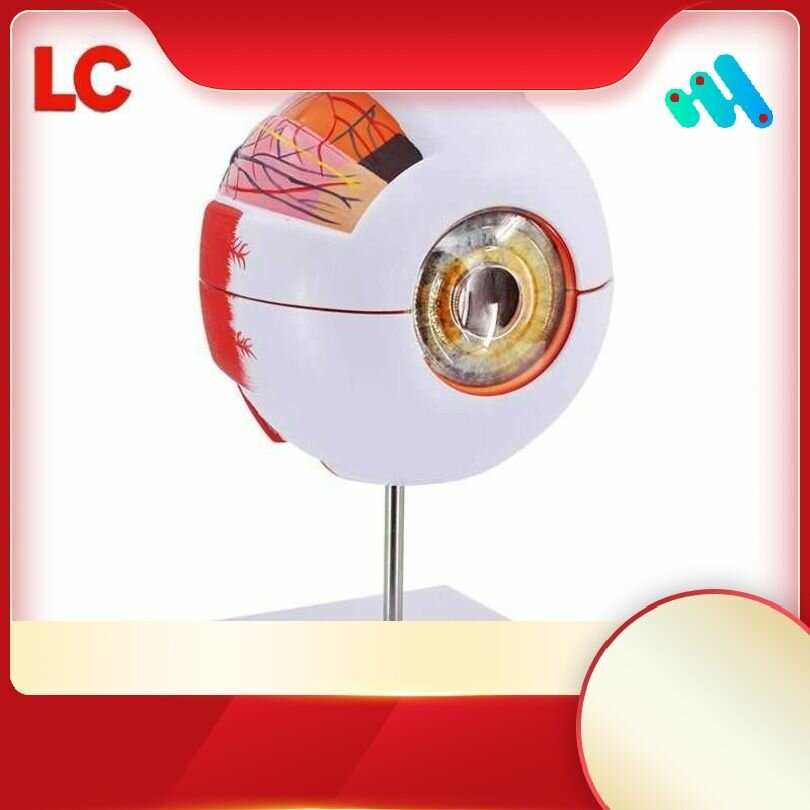 Анатомический макет глазного яблока, увеличенный в 3 раза, премиум наглядное пособие для изучения строения человеческого глаза, идеален для студентов и кабинета биологии