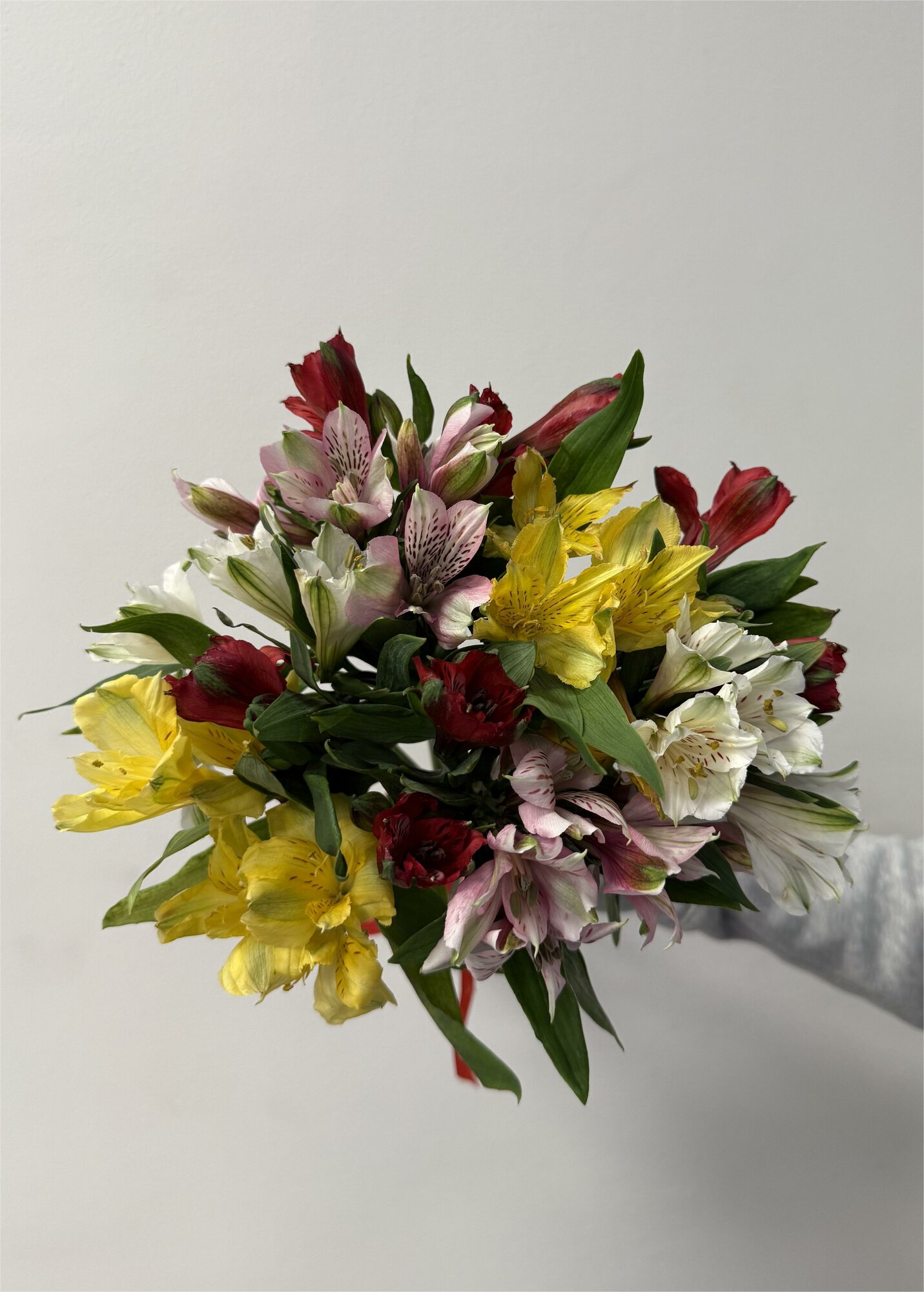 Букет из 11 альстромерий микс под ленту, монобукет, 50 см | Турбофлора