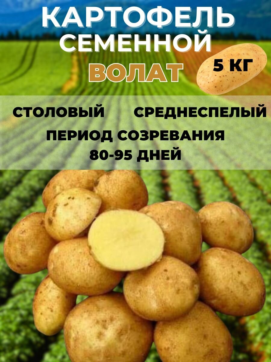 Картофель семенной, на посадку