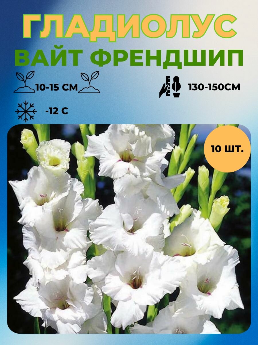 Гладиолус, луковицы многолетних цветов