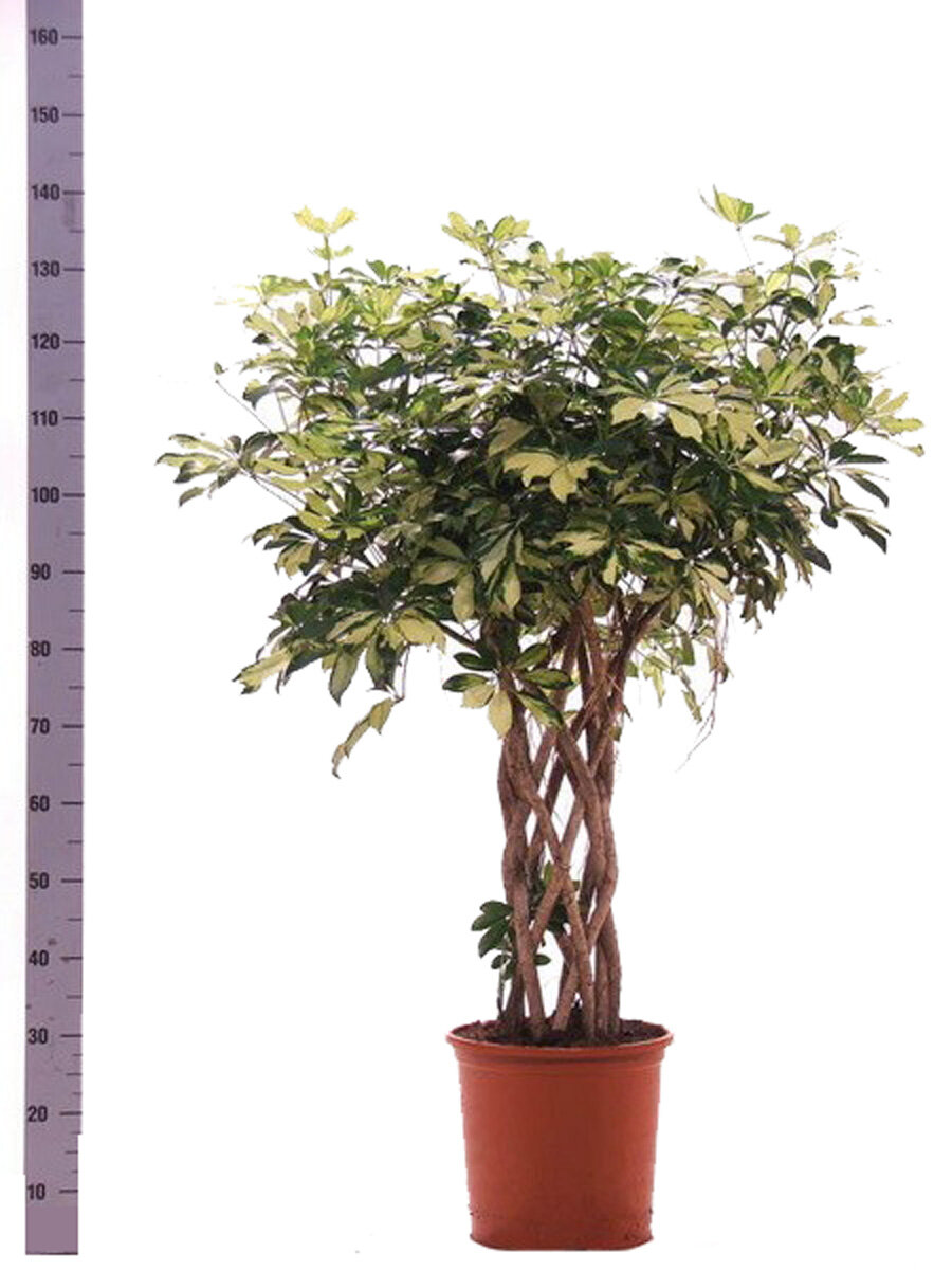 Шефлера Тринити цилиндр - Schefflera Trinette D28 H135
