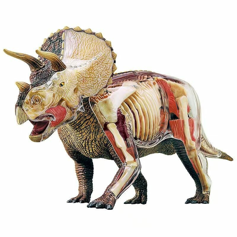 Модель анатомии динозавр/Развивающая игрушка