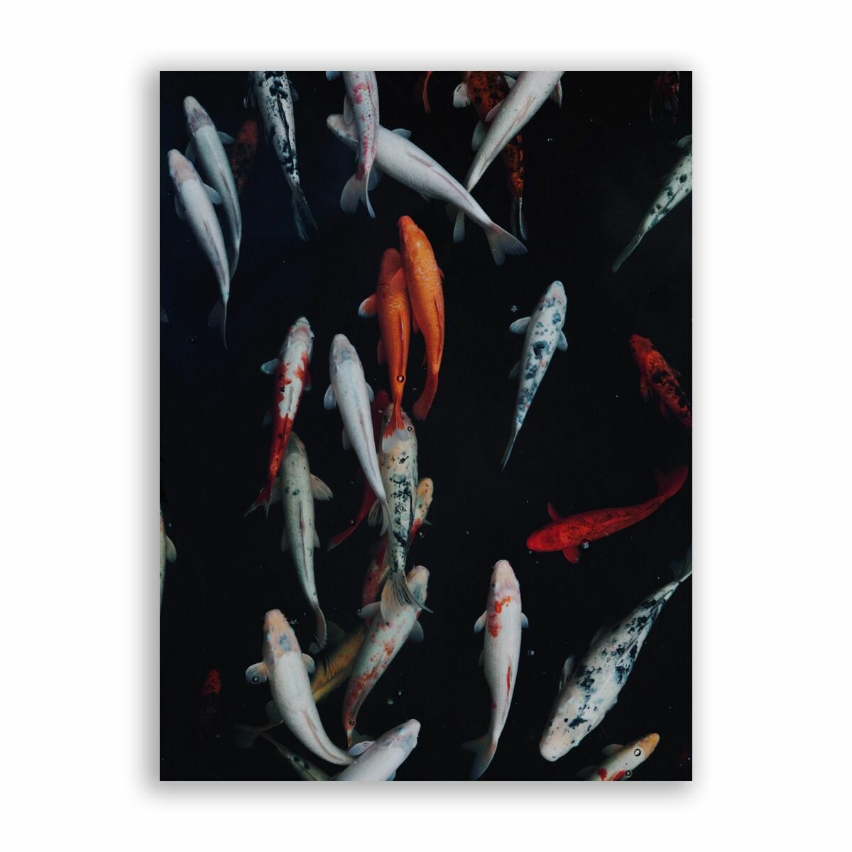 Постер, плакат на бумаге / Карпы кои / Размер 80 x 106 см