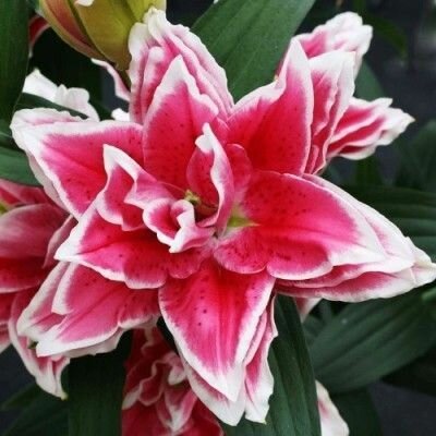 Лилия Roselily Сара 5 шт луковицы, клубни, корни цветов