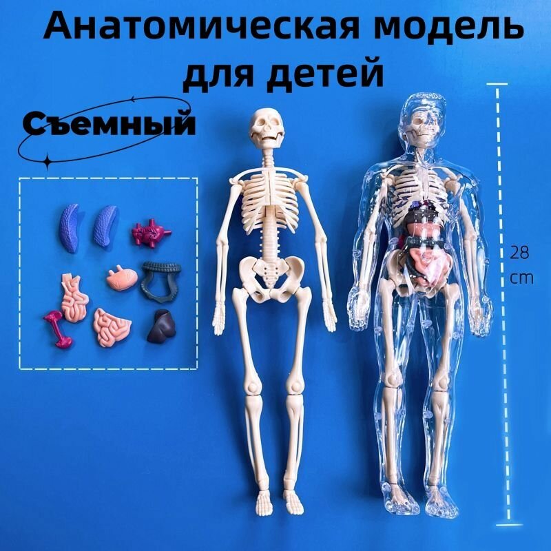 Анатомическая модель для детей "Строение тела человека", с открывающимся корпусом, скелет + внутренние органы