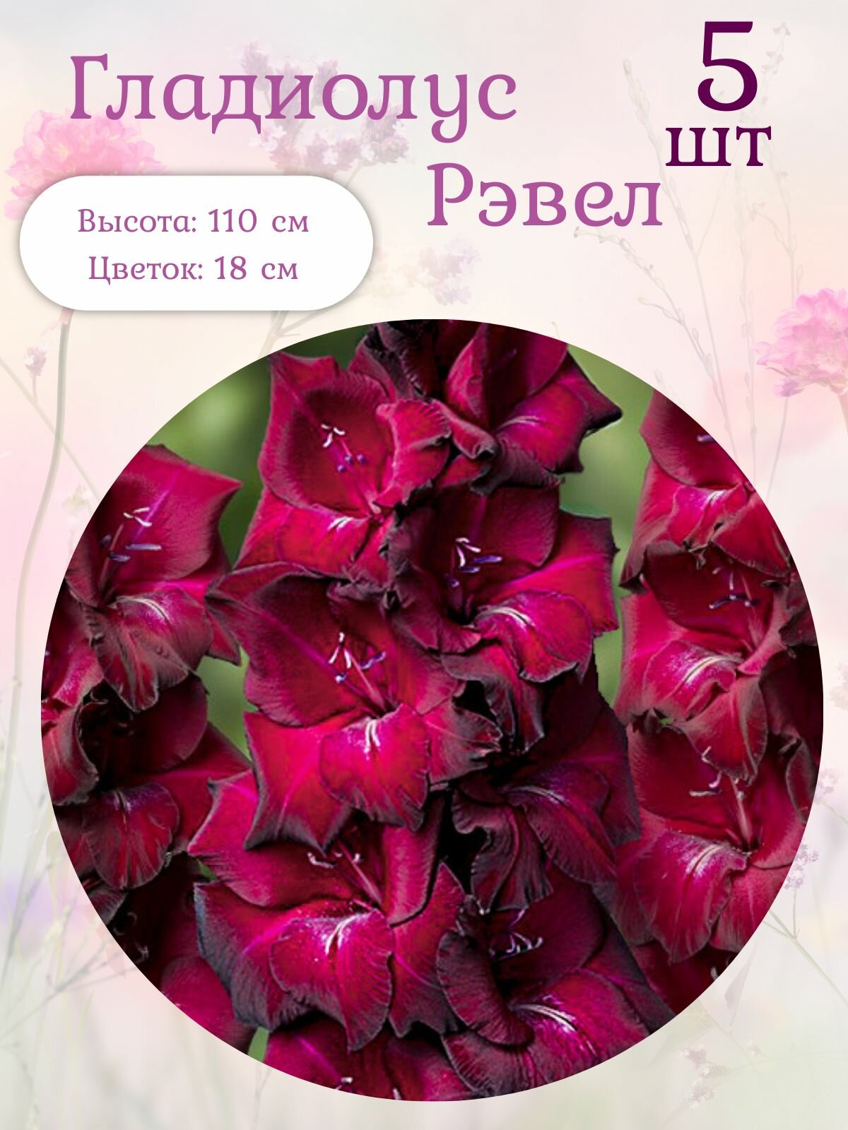 Гладиолусы, многолетние цветы, луковицы 5 шт.