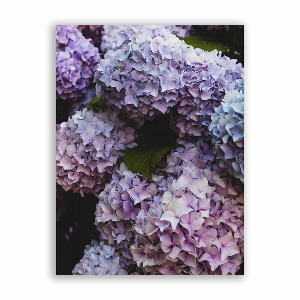 Постер цветы на бумаге / Гортензия / Размер 30 x 40 см