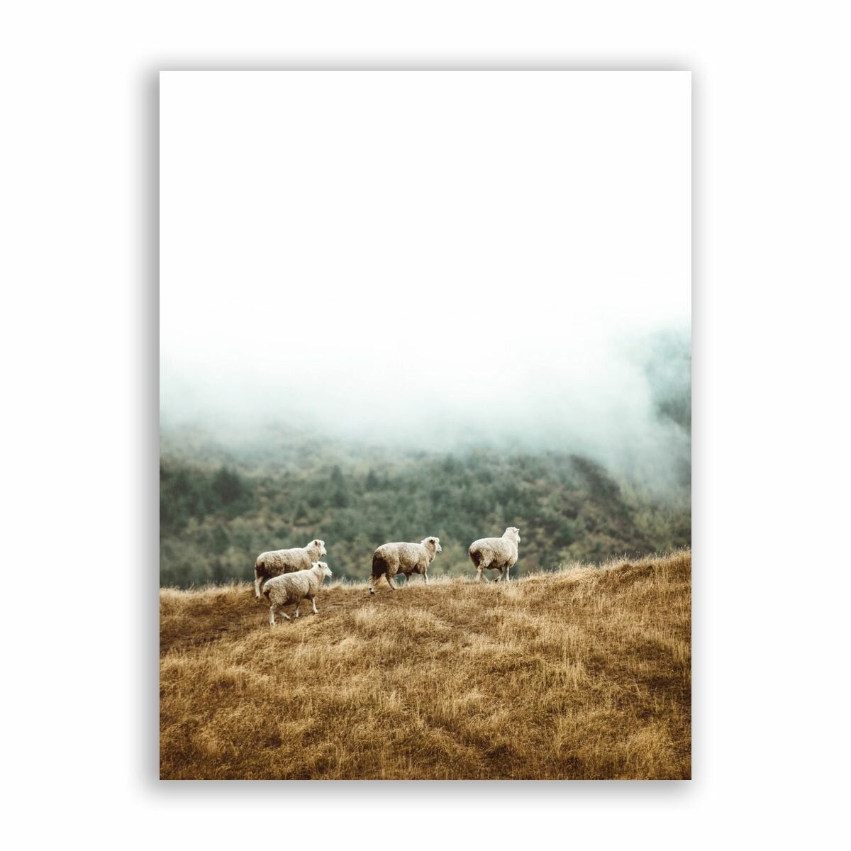 Постер, плакат на бумаге / Овцы / Размер 30 x 40 см