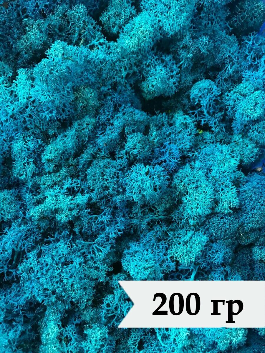 Стабилизированный мох ягель 200 гр цвет сине-голубой живой лесной мох для декора, озеленения и дизайна, лишайник сухоцветы для поделок из природных материалов декорирования поделок сделай сам, не искусственный