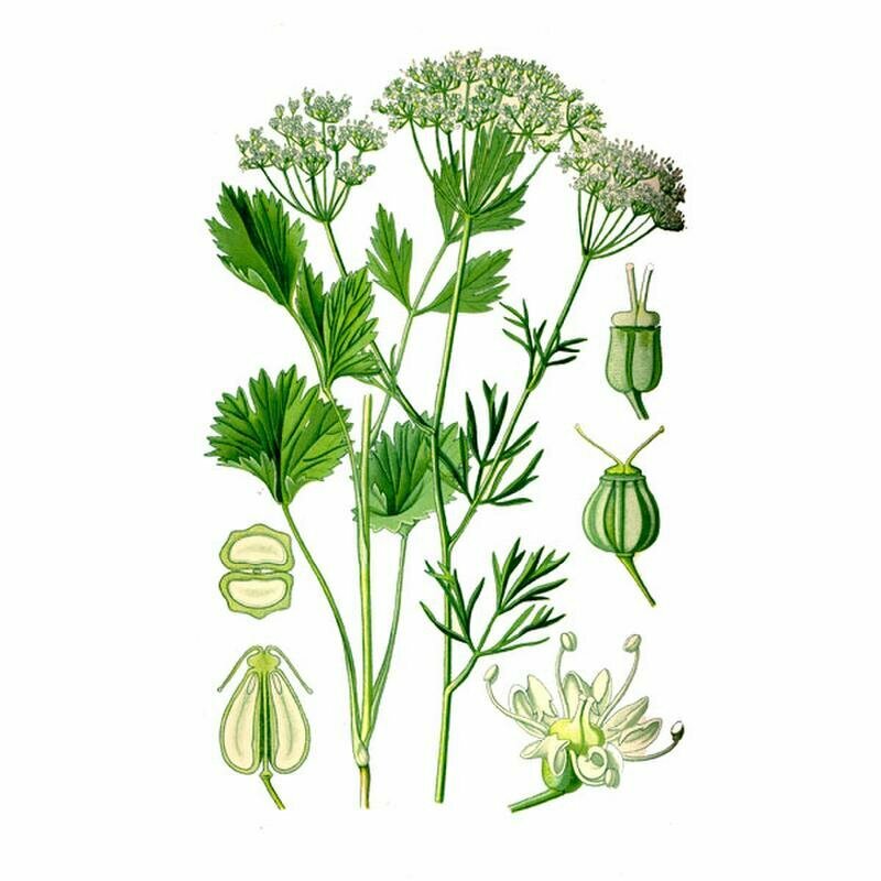 Анис, семена, старослав, 50 г