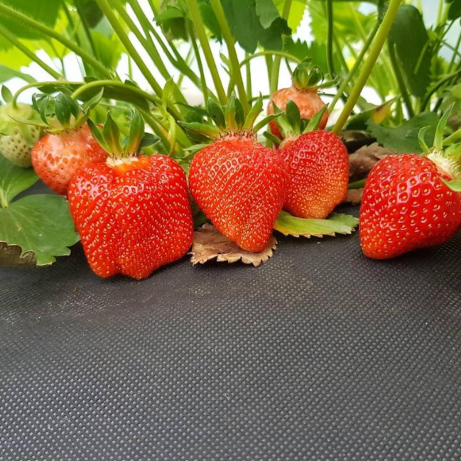 Клубника Азия/Среднеранняя (1 саженец фриго класса А+ (Наивысший)), Россия