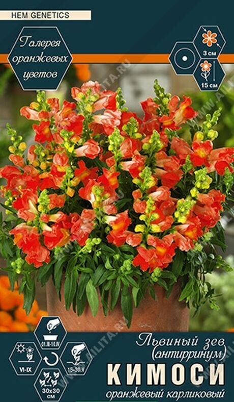 Семена Львиный зев Кимоси оранжевый карликовый