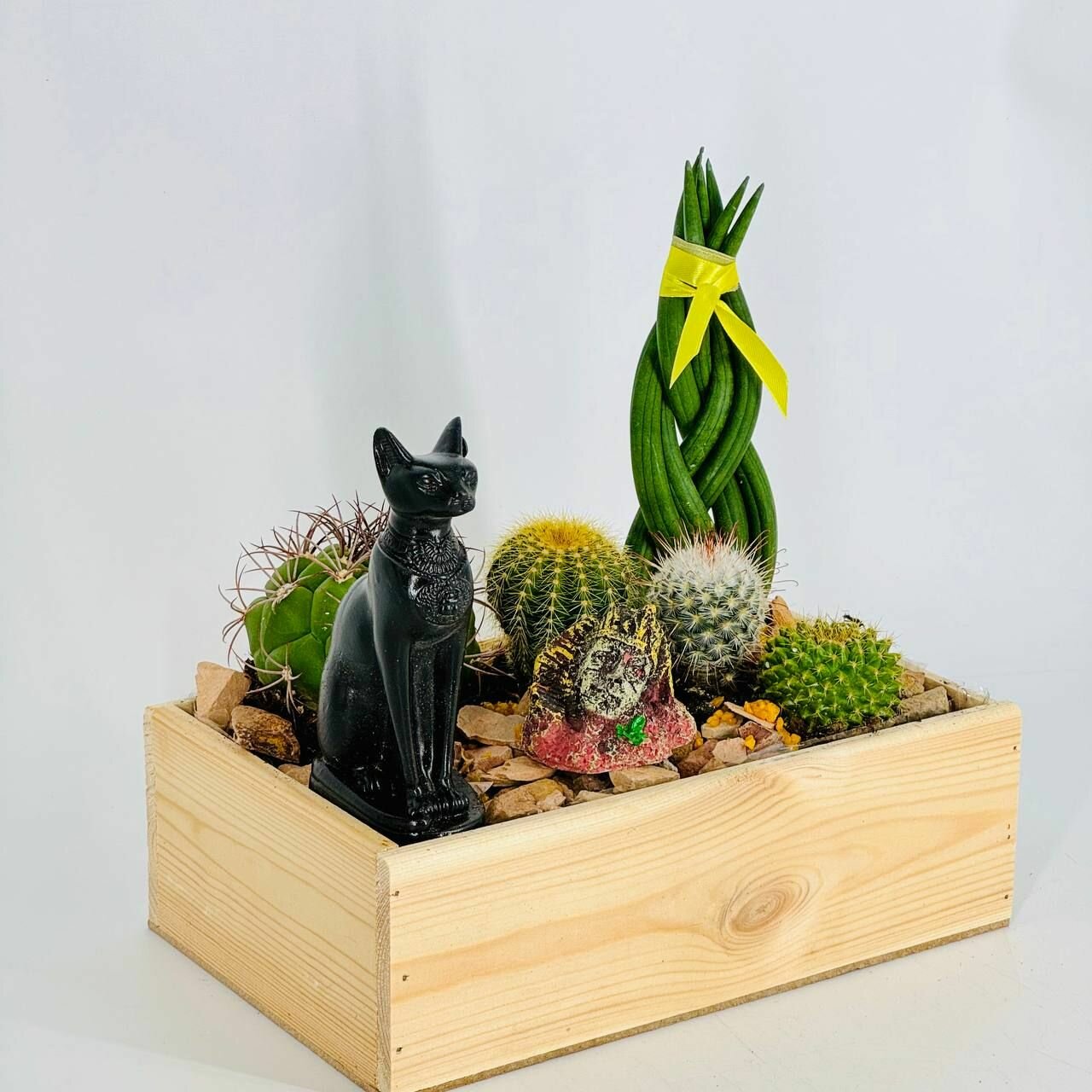 Композиция из живых растений В деревянном ящике, сансевиерия и кактусы