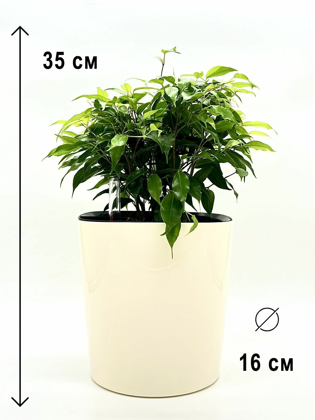 Фикус Бенджамина Наташа в кремовом пластиковом кашпо с автополивом, высота композиции 30-40см