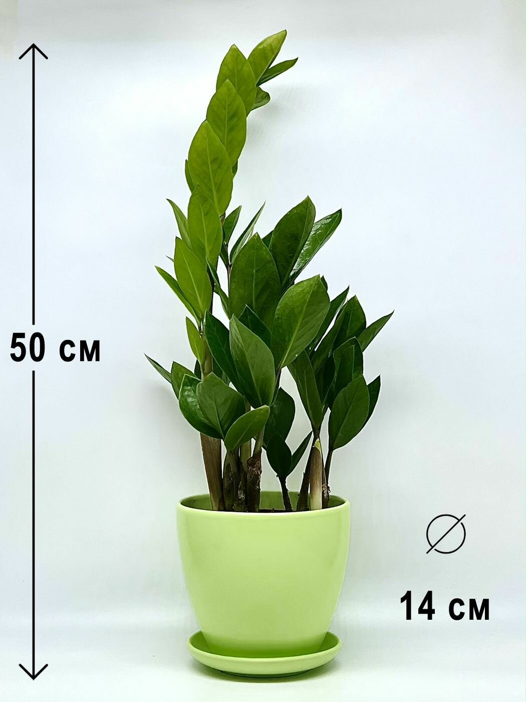 Замиокулькас в керамическом салатовом горшке с поддоном, высота композиции 40-50 см.