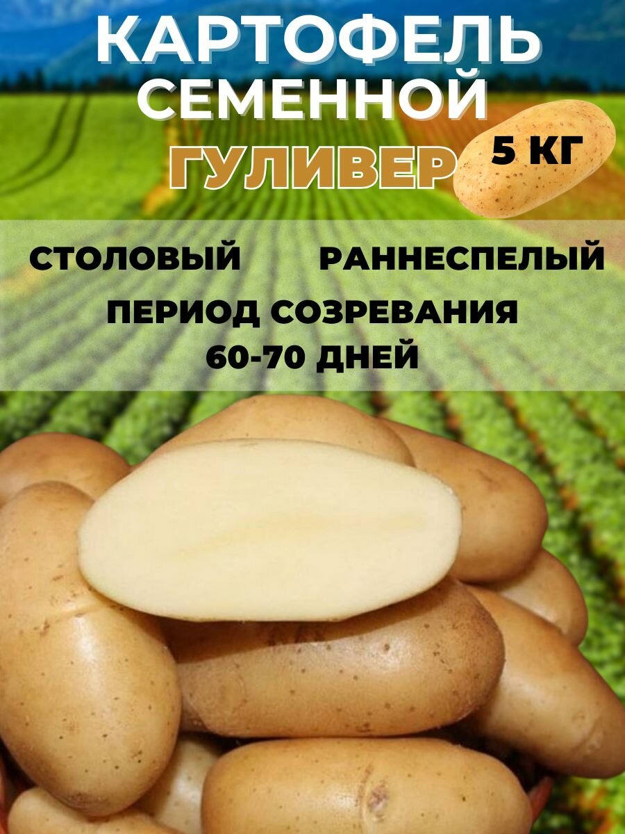 Картофель семенной, на посадку