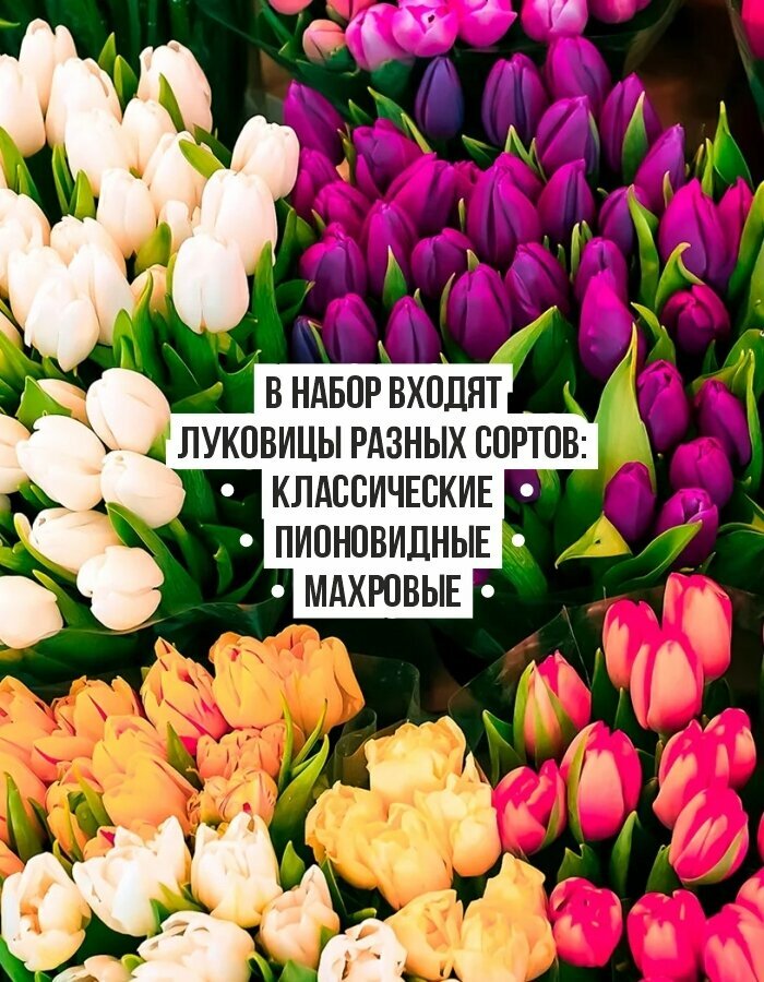 Тюльпан Луковицы очищенные, Микс сортов, 20шт (Ёлочки иголочки)