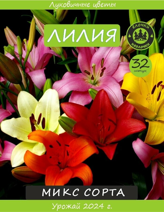 Лилия Луковица, Микс разные, 32шт (1)
