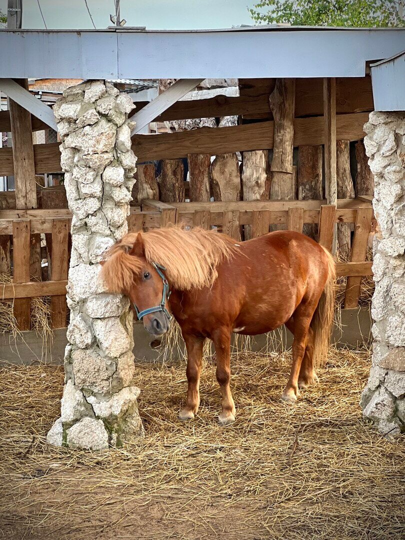 Подарочный сертификат «Путешествие подмосковья и Экскурсия по киргизской карте на ферме» (5 часов, 1 человек в составе группы)