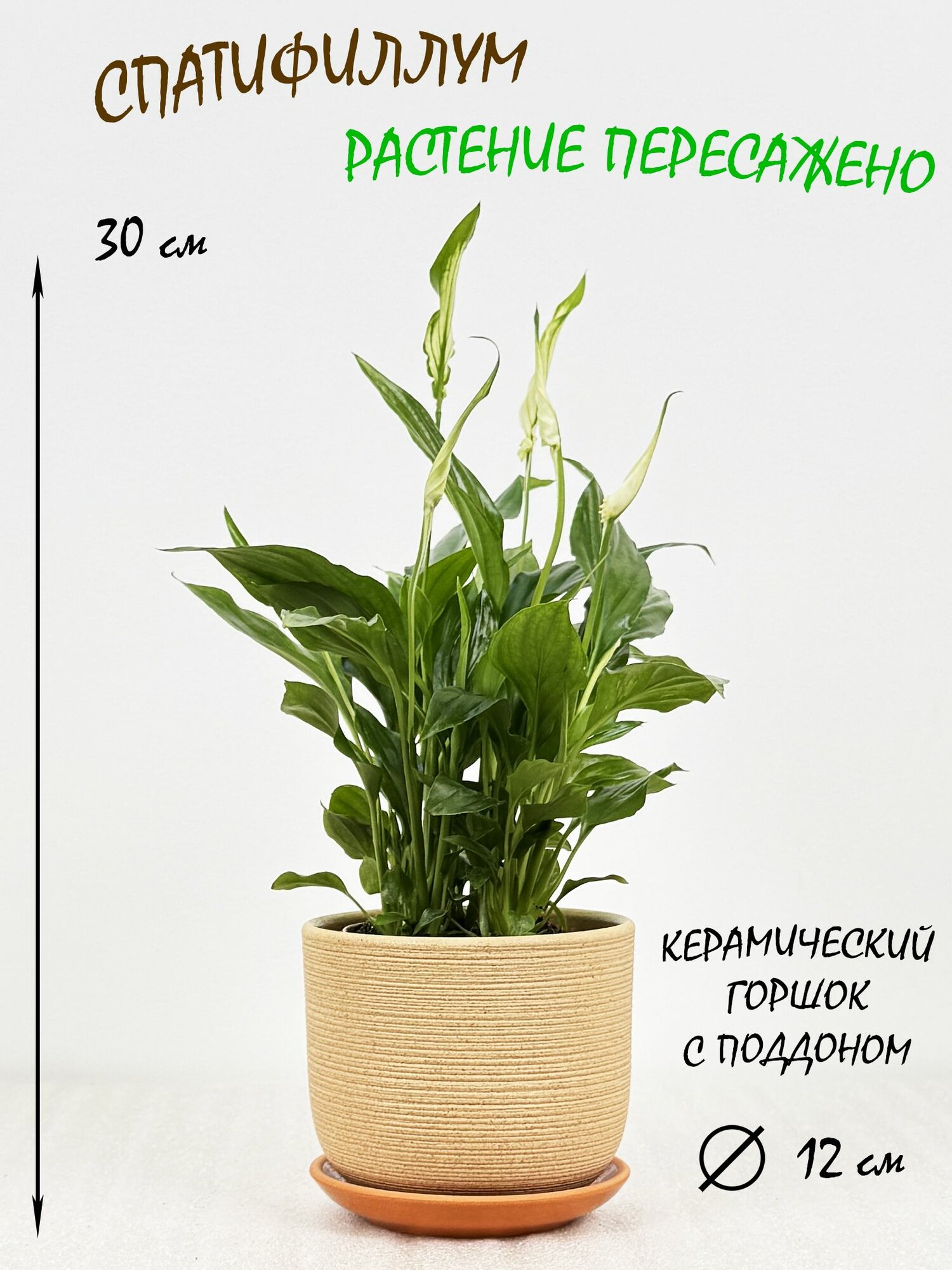 Спатифиллум в кремовом керамическом горшке с поддоном, высота 35-40см