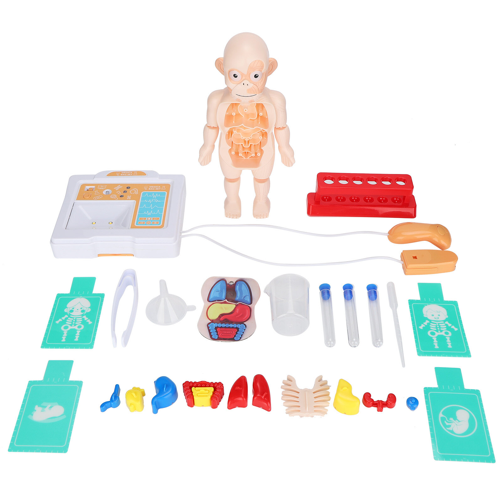 Детская модель человеческого тела с органами для обучения - Съемная модель торса для детей, игрушка для образования