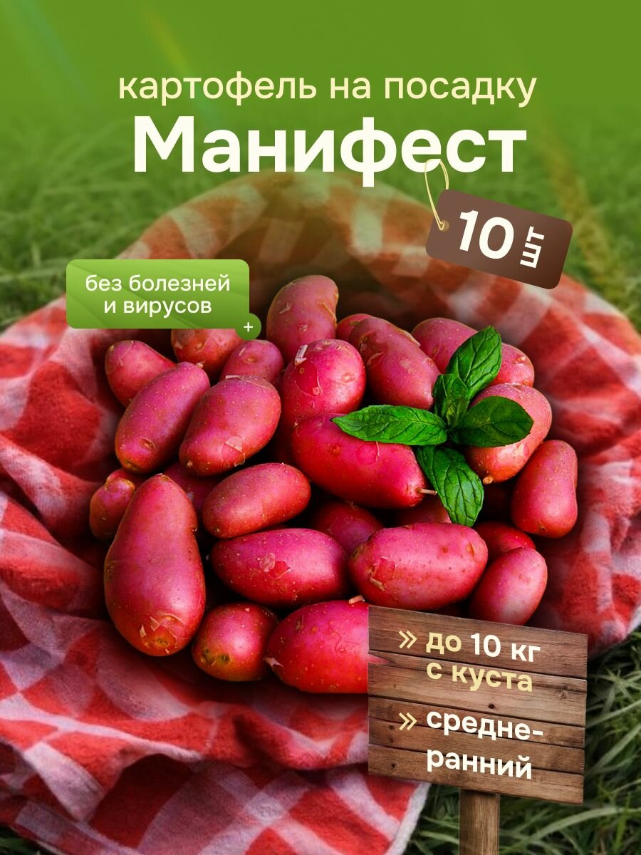 Семенной картофель на посадку Манифест 10 шт (среднеранний)