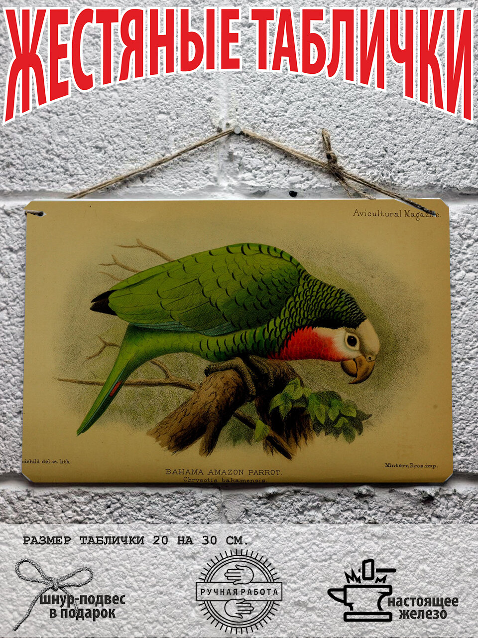 Кубинский амазон, птицы постер 20 на 30 см, шнур-подвес в подарок
