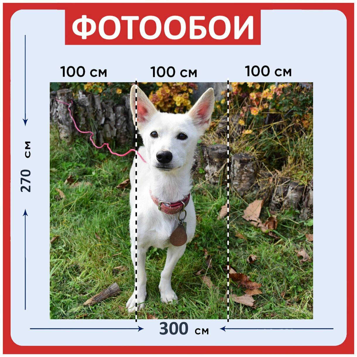 Фотообои ударопрочные моющиеся "Собака, щенок, собачий" 300x270 см. флизелиновые на стену