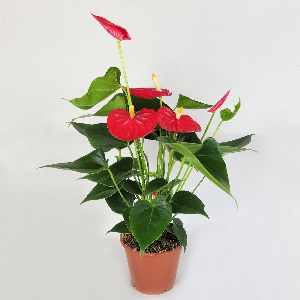 Антуриум Андрианум Красный, D-12