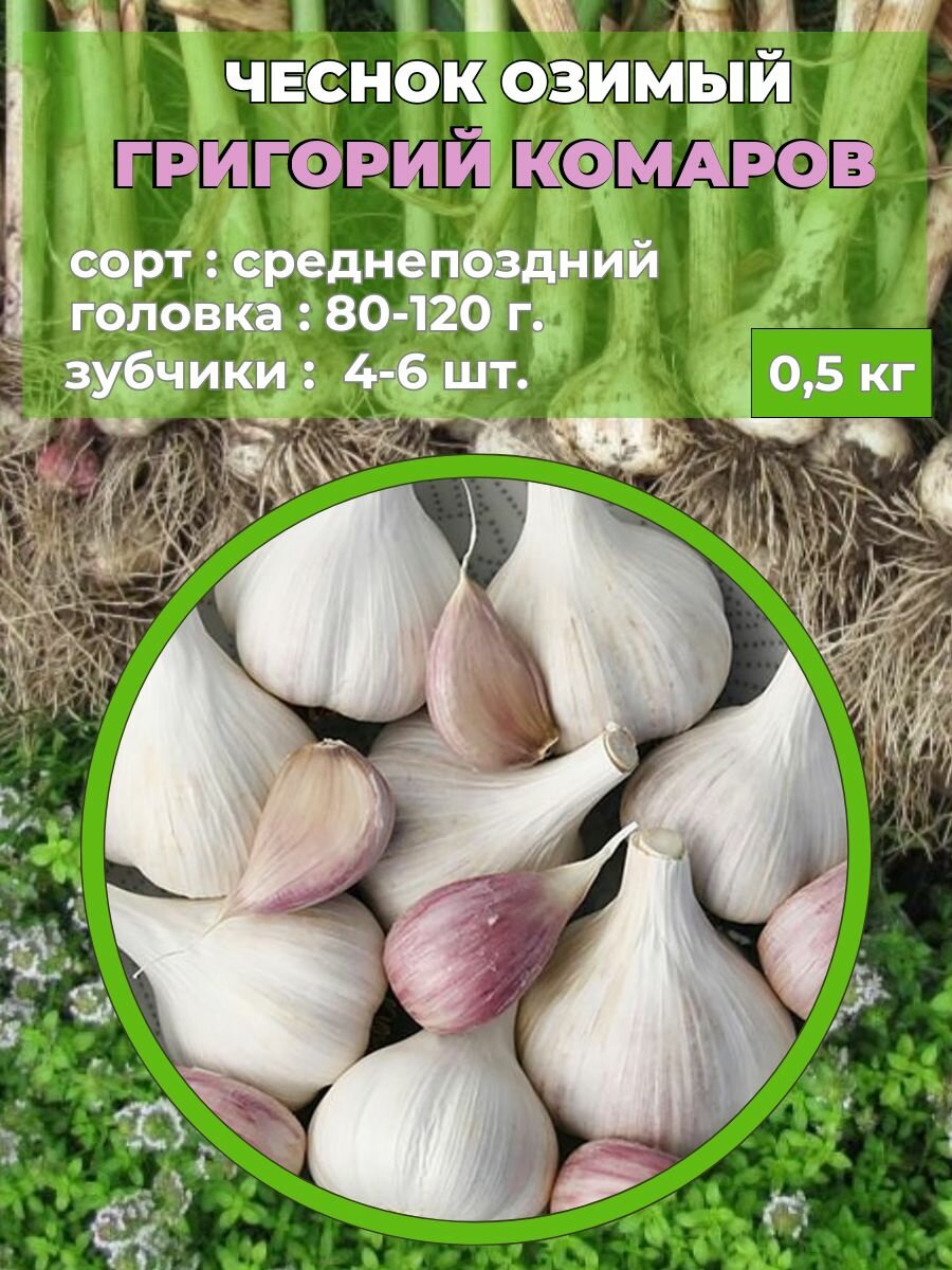 Чеснок озимый на посадку 0,5кг.