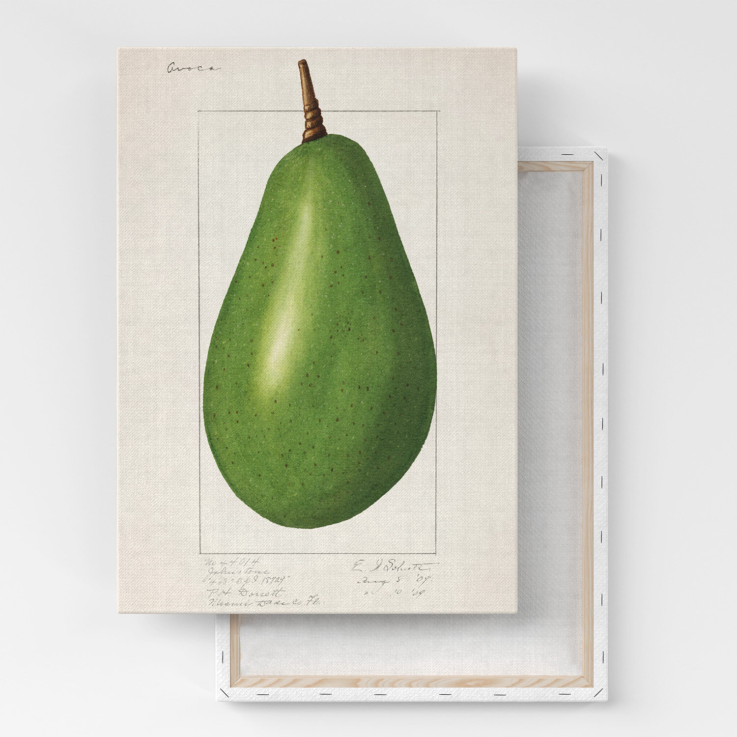 Картина на холсте, репродукция / Гравюры фруктов - авокадо / Размер 30 x 40 см