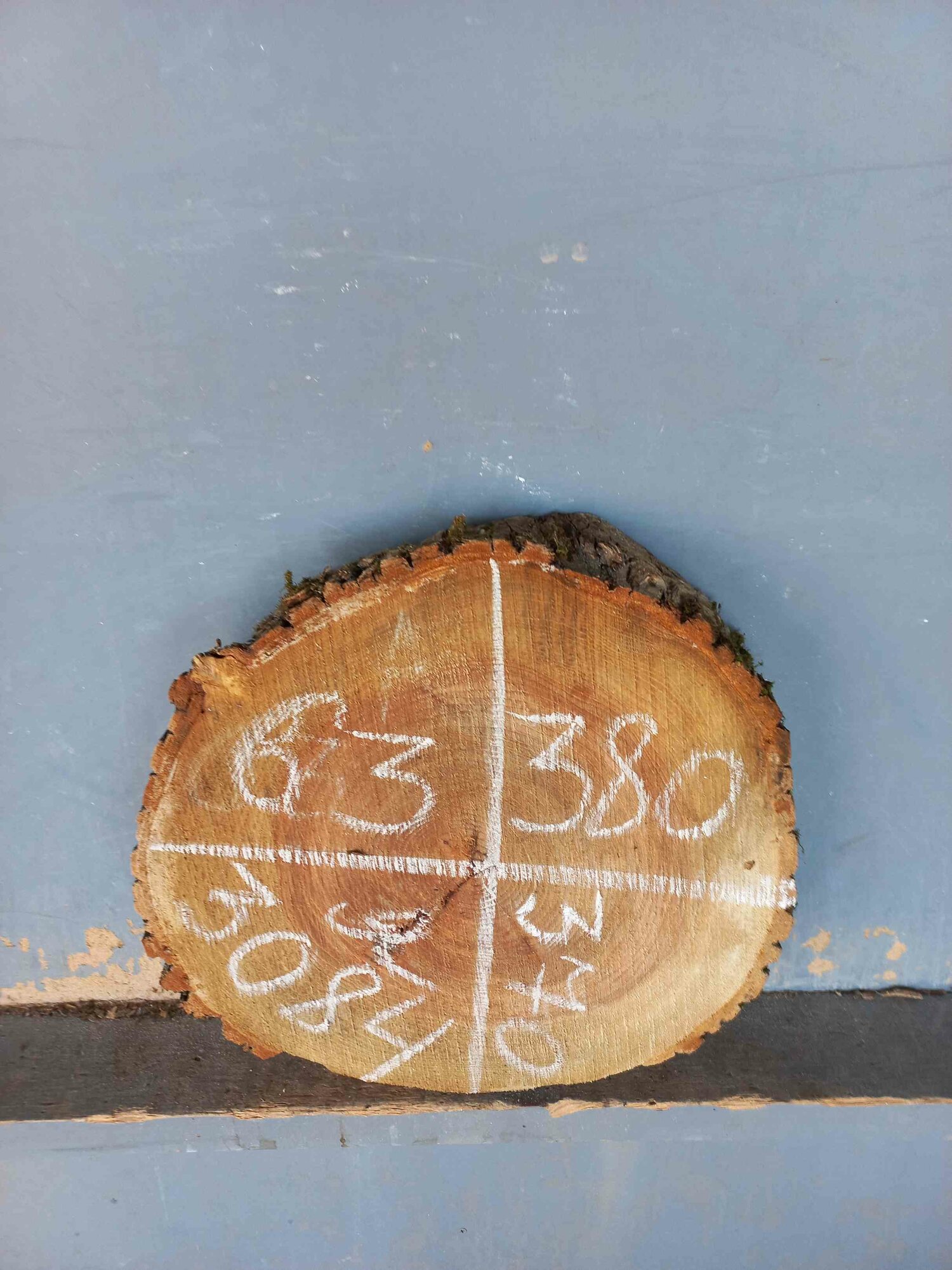 Спил торцевой Доклес №3084 ясень, для столешниц и подоконников