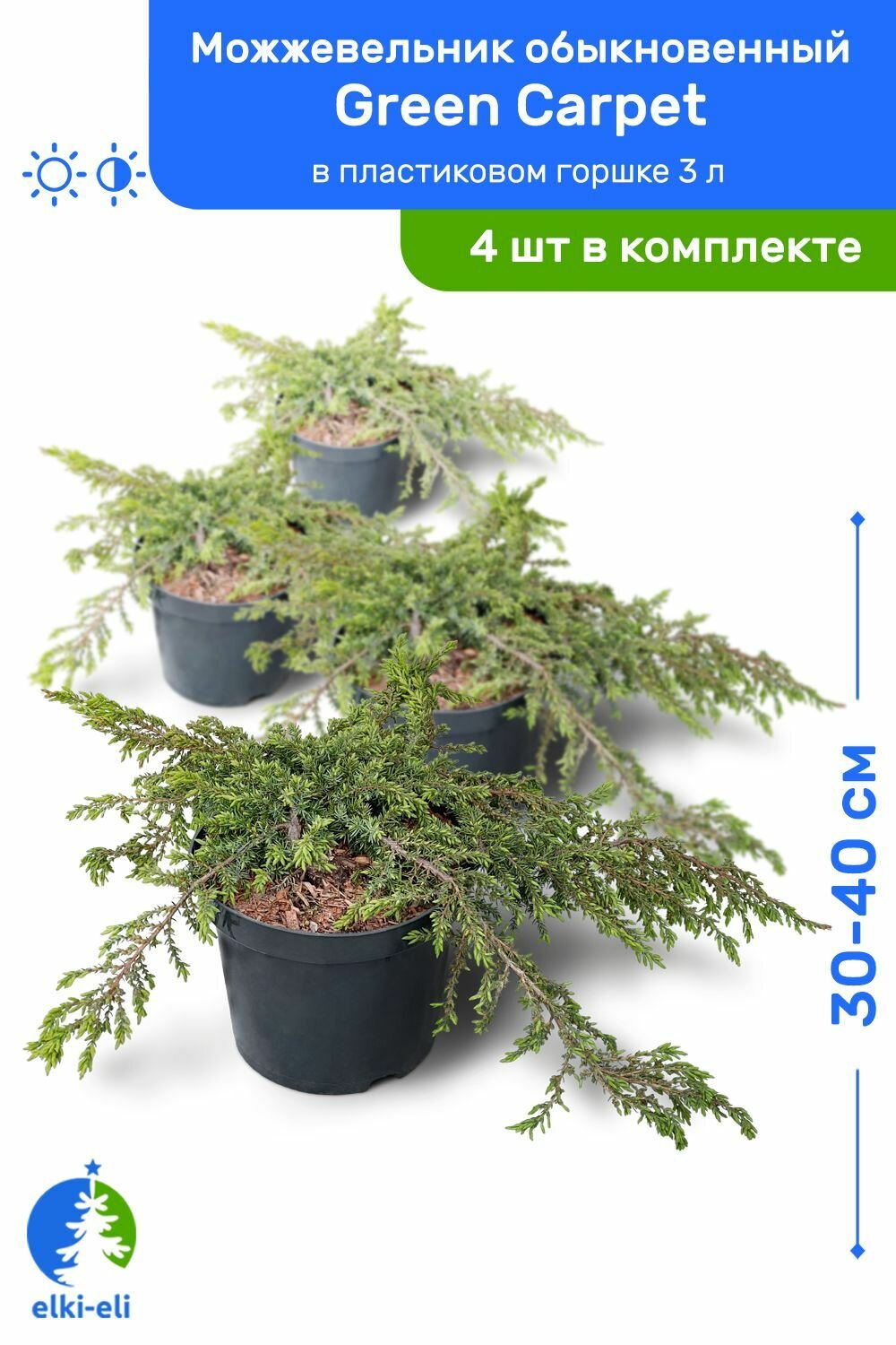 Можжевельник обыкновенный Green Carpet (Грин Карпет) 30-40 см в пластиковом горшке 3 л, саженец, хвойное живое растение, комплект из 4 шт