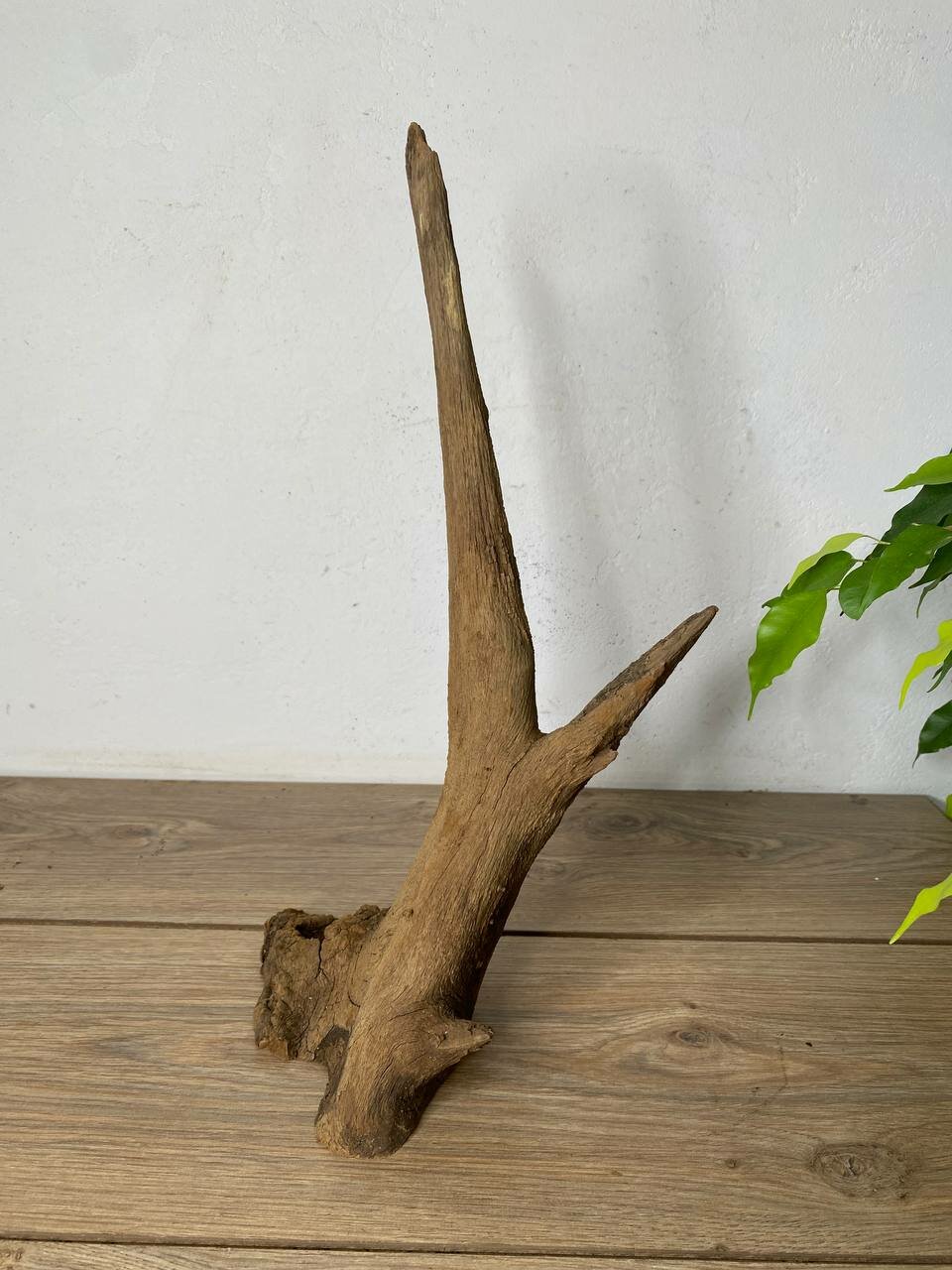 Сухой корень дуба для декора 38х20х23 см. Коряга для террариумов. Рутарий. арт 560