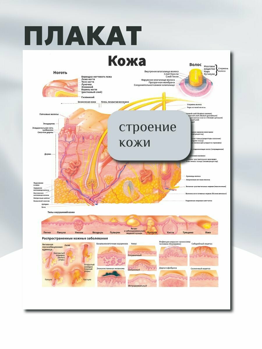 Плакат "Строение кожи", бумага, фотобумага, в тубусе, белый, А1